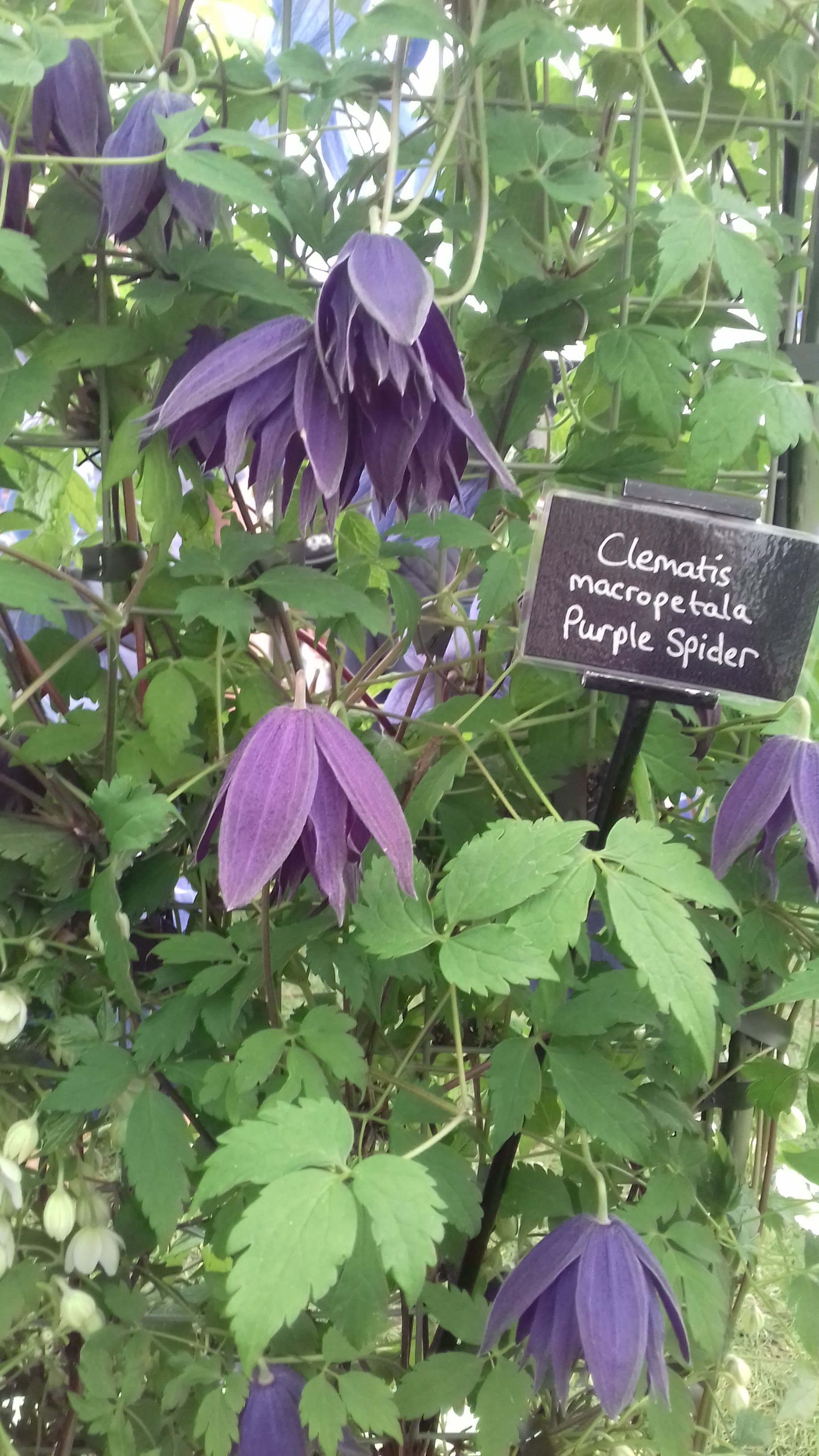 Specialist Plant Grower - Spring Flowering | PriorsWood Clematis