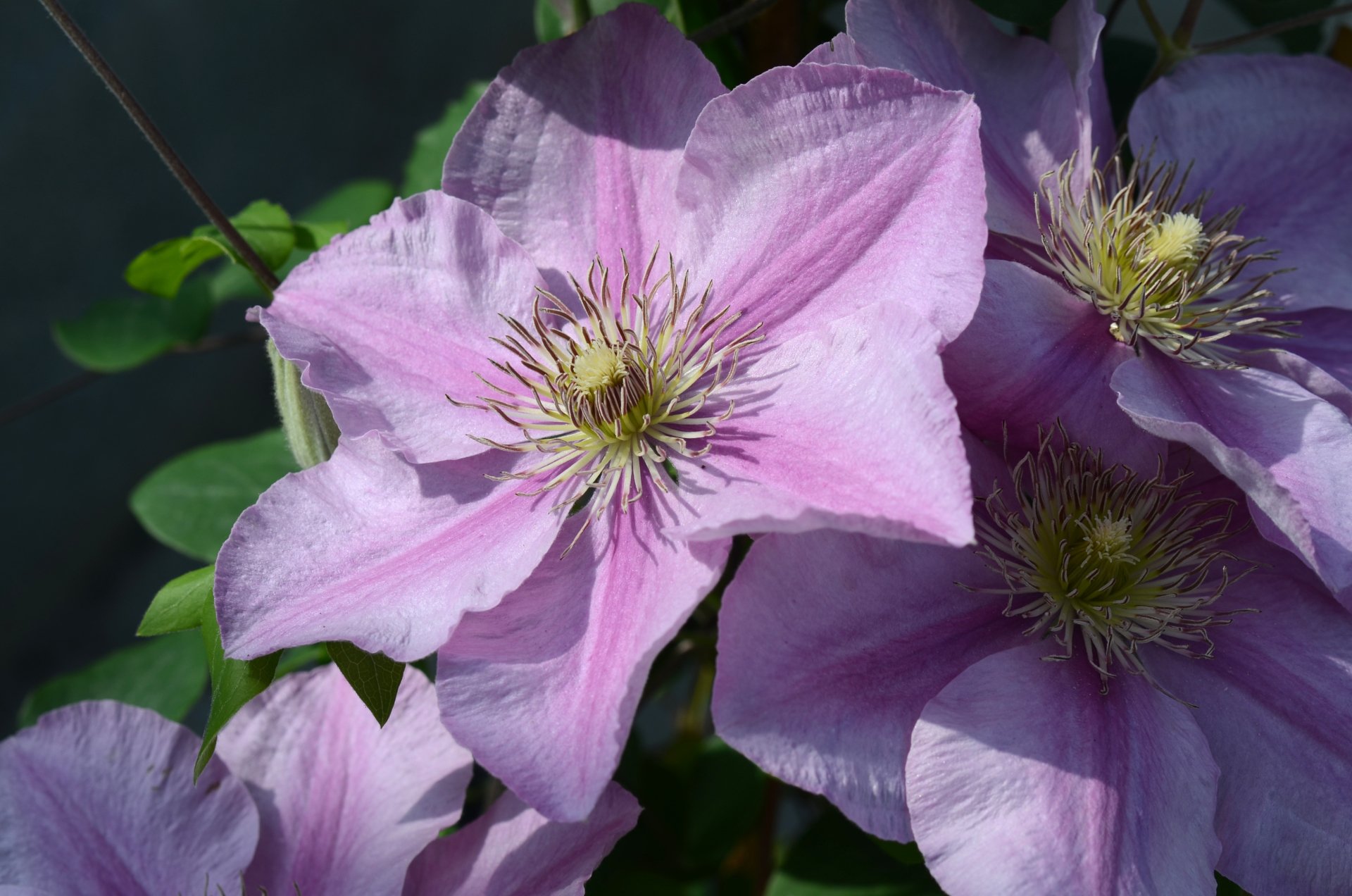 Summer Flowering Clematis Plants | PriorsWood Clematis