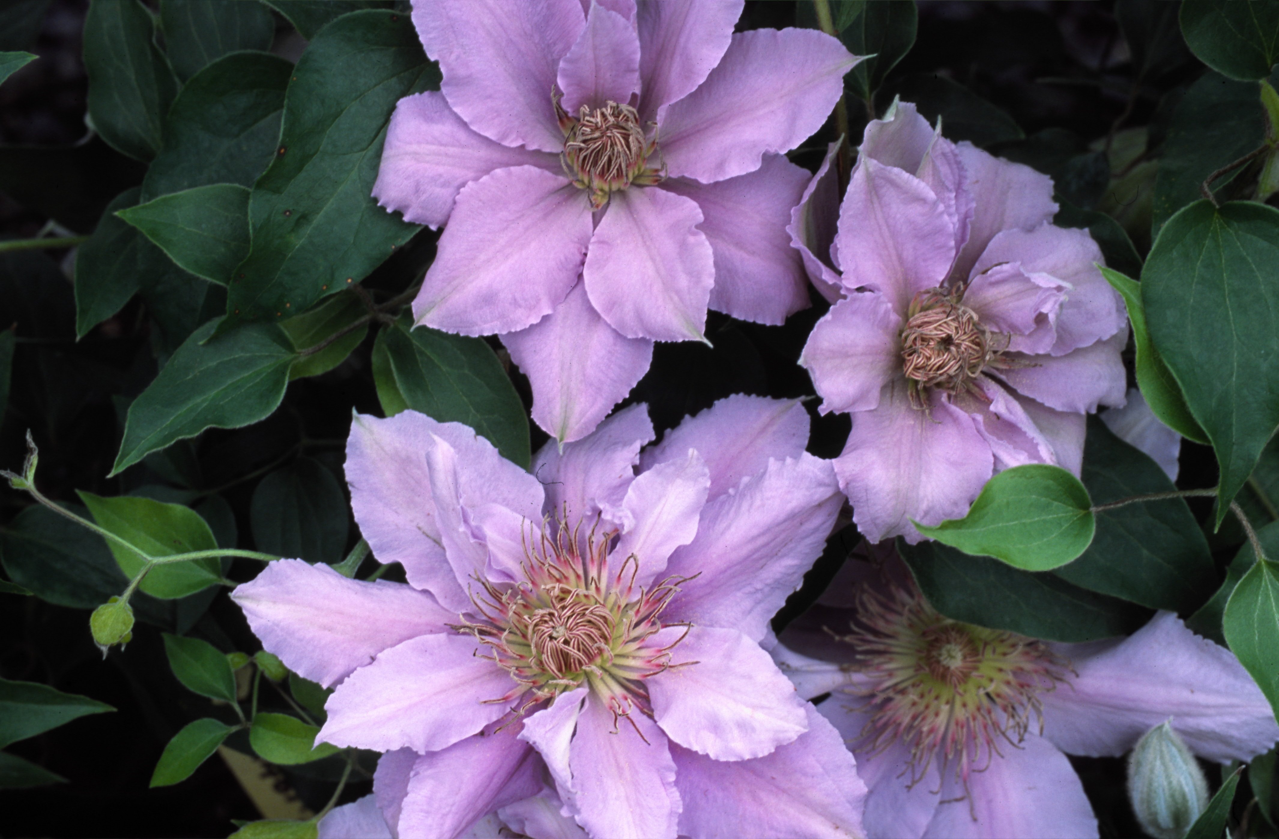 Summer Flowering Clematis Plants | PriorsWood Clematis