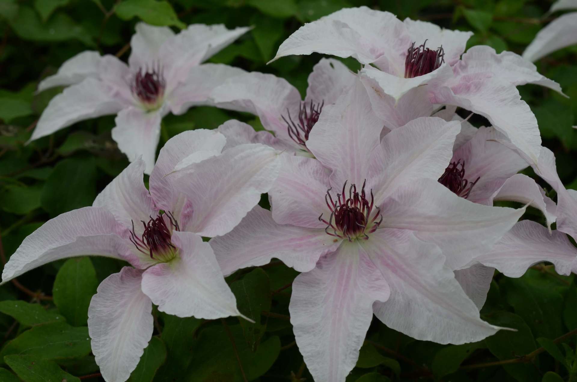 Summer Flowering Clematis Plants | PriorsWood Clematis