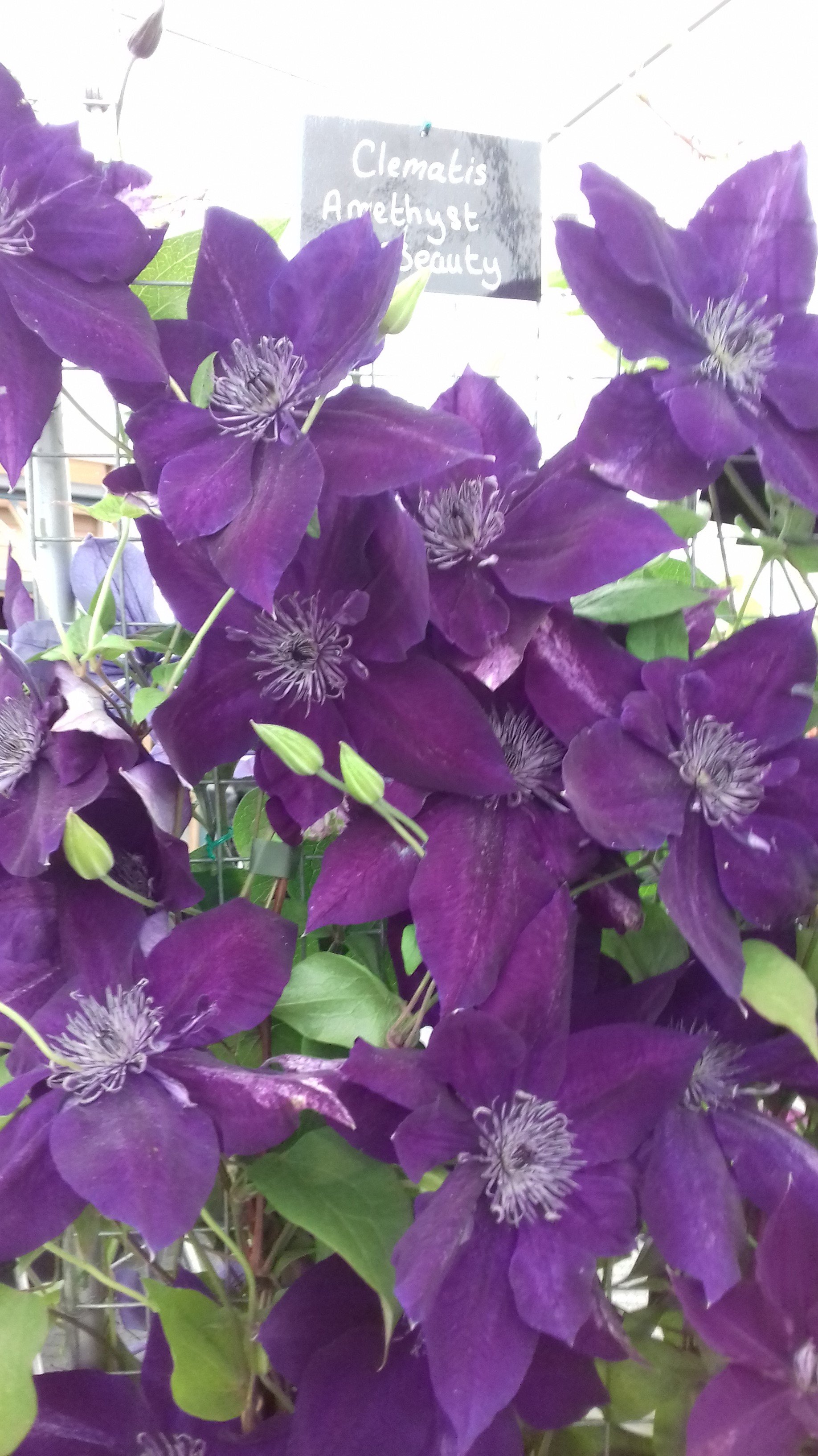 Summer Flowering Clematis Plants | PriorsWood Clematis