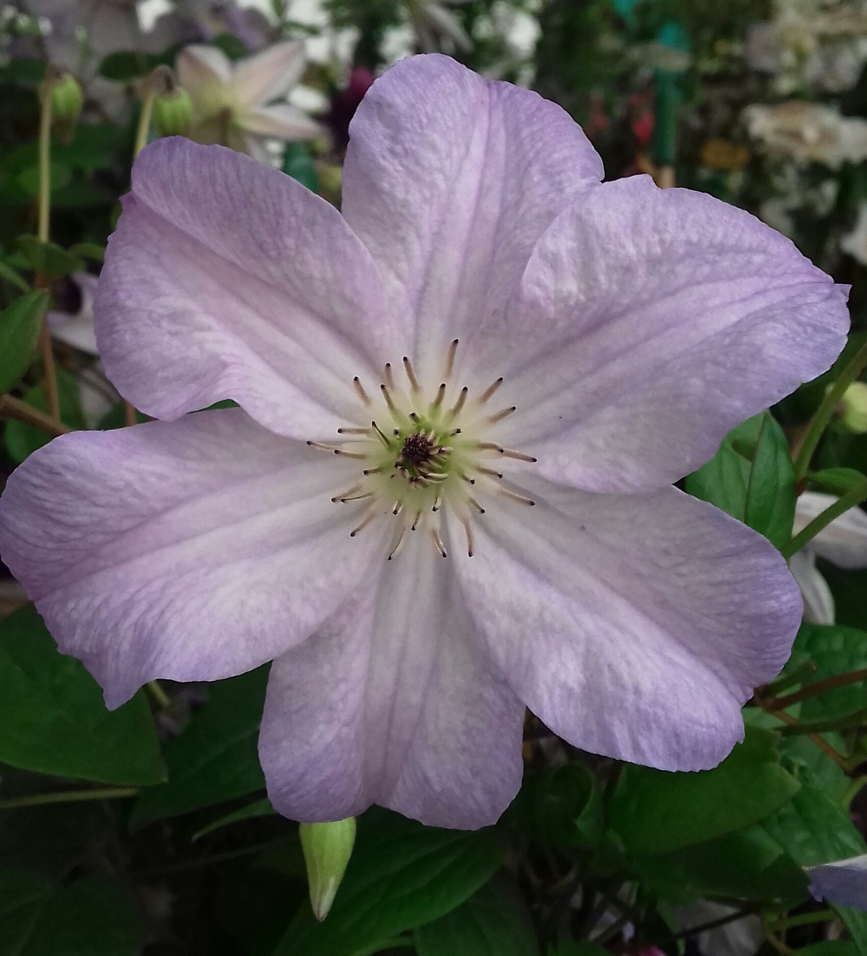 Viticella & Texensis Clematis | Priorswood