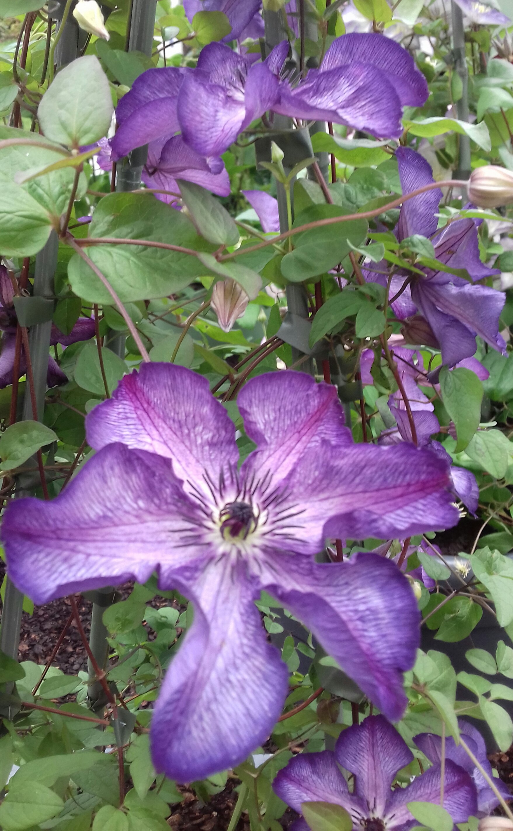 Viticella & Texensis Clematis | Priorswood