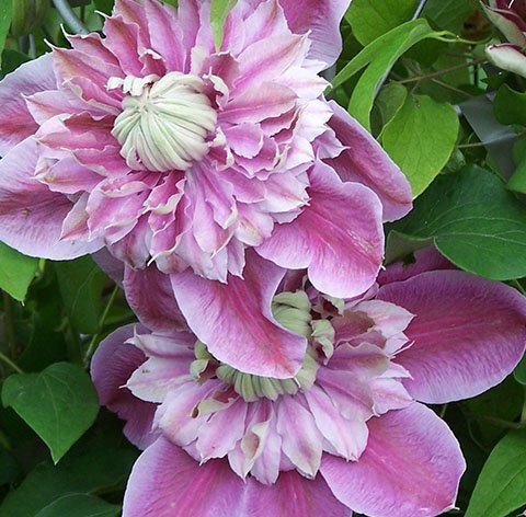 Summer Flowering Clematis Plants | PriorsWood Clematis