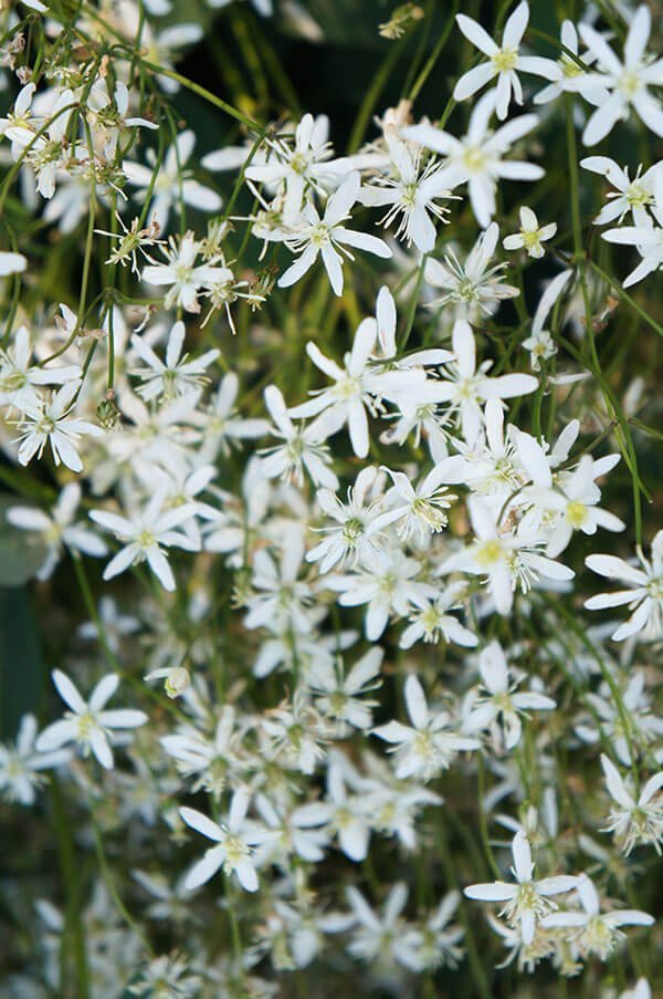 Herbaceous Clematis Hybrids | PriorsWood Clematis