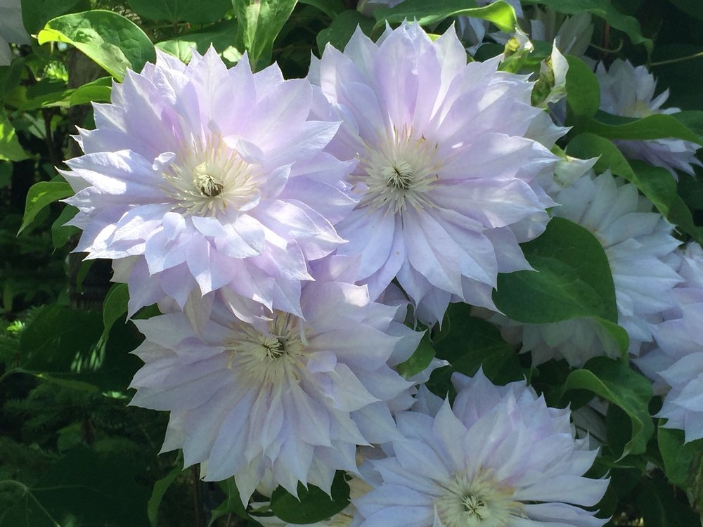 Summer Flowering Clematis Plants | PriorsWood Clematis