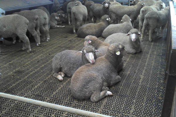 Gallery | Magnus Australia