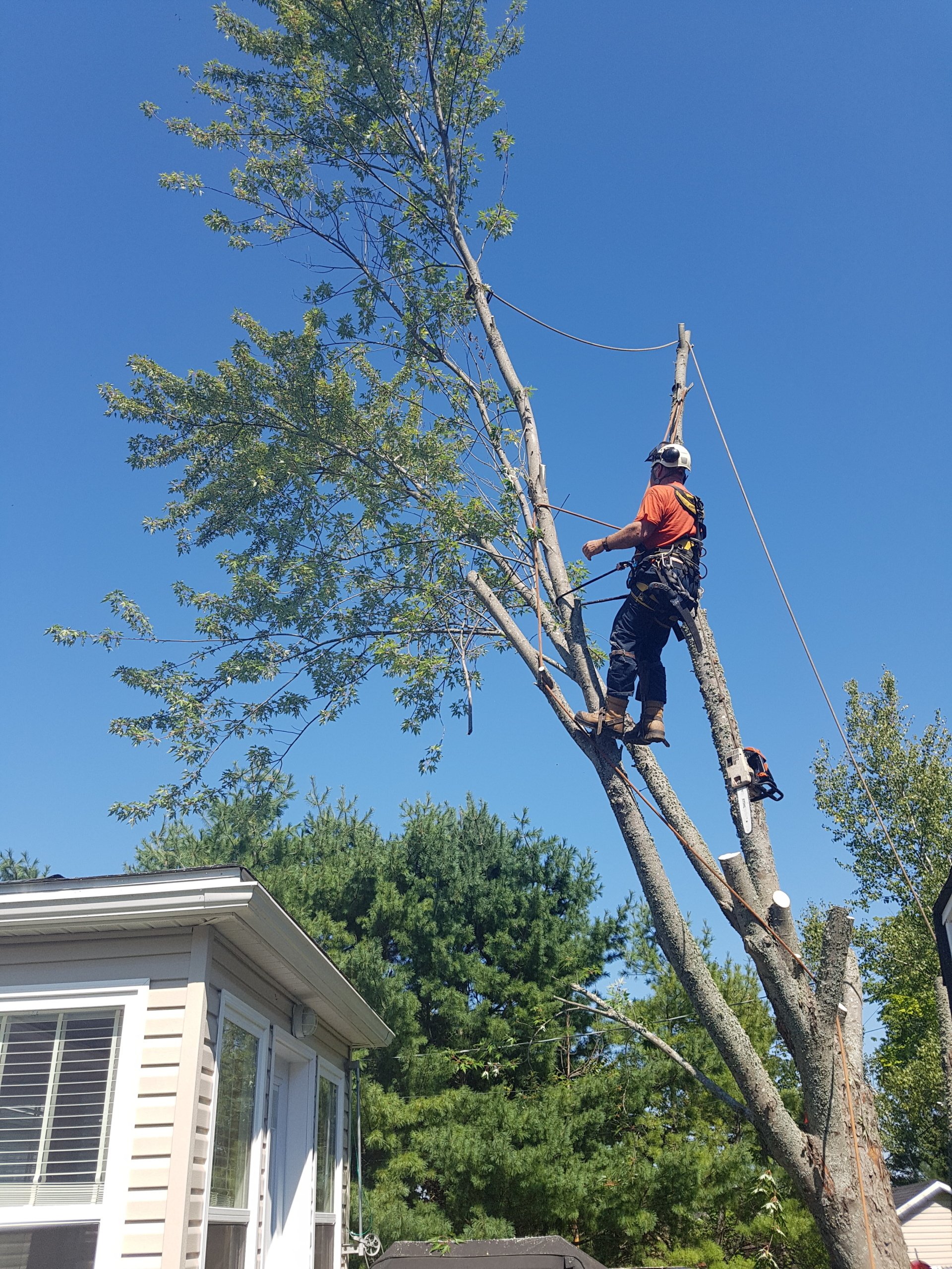 Services d’Arbres Moncton | Martel Tree Service