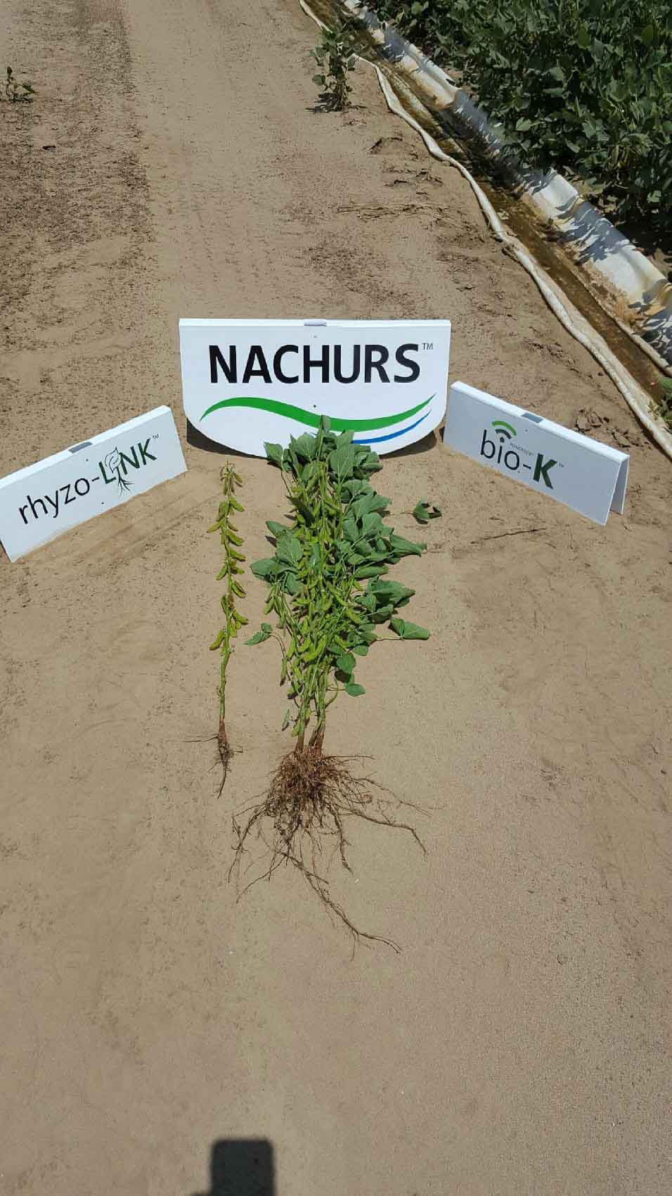 NACHURS Finish Line