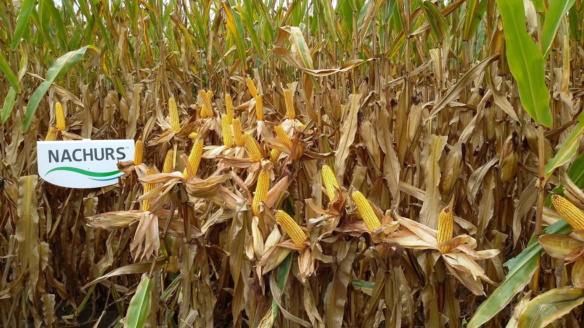 ALPINE Liquid Fertilizers - Maximizing Fertilizer Efficiency