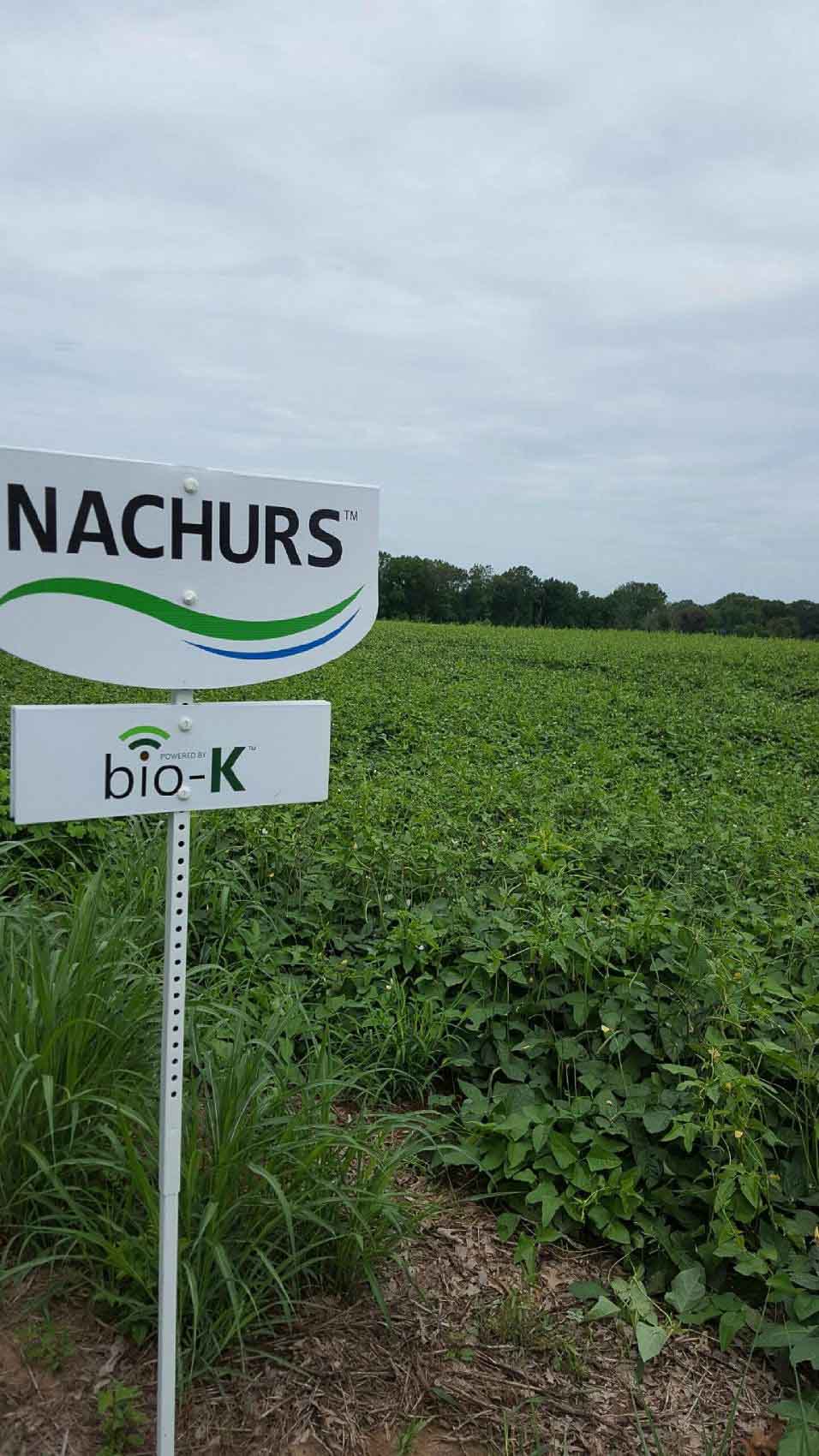 NACHURS Finish Line