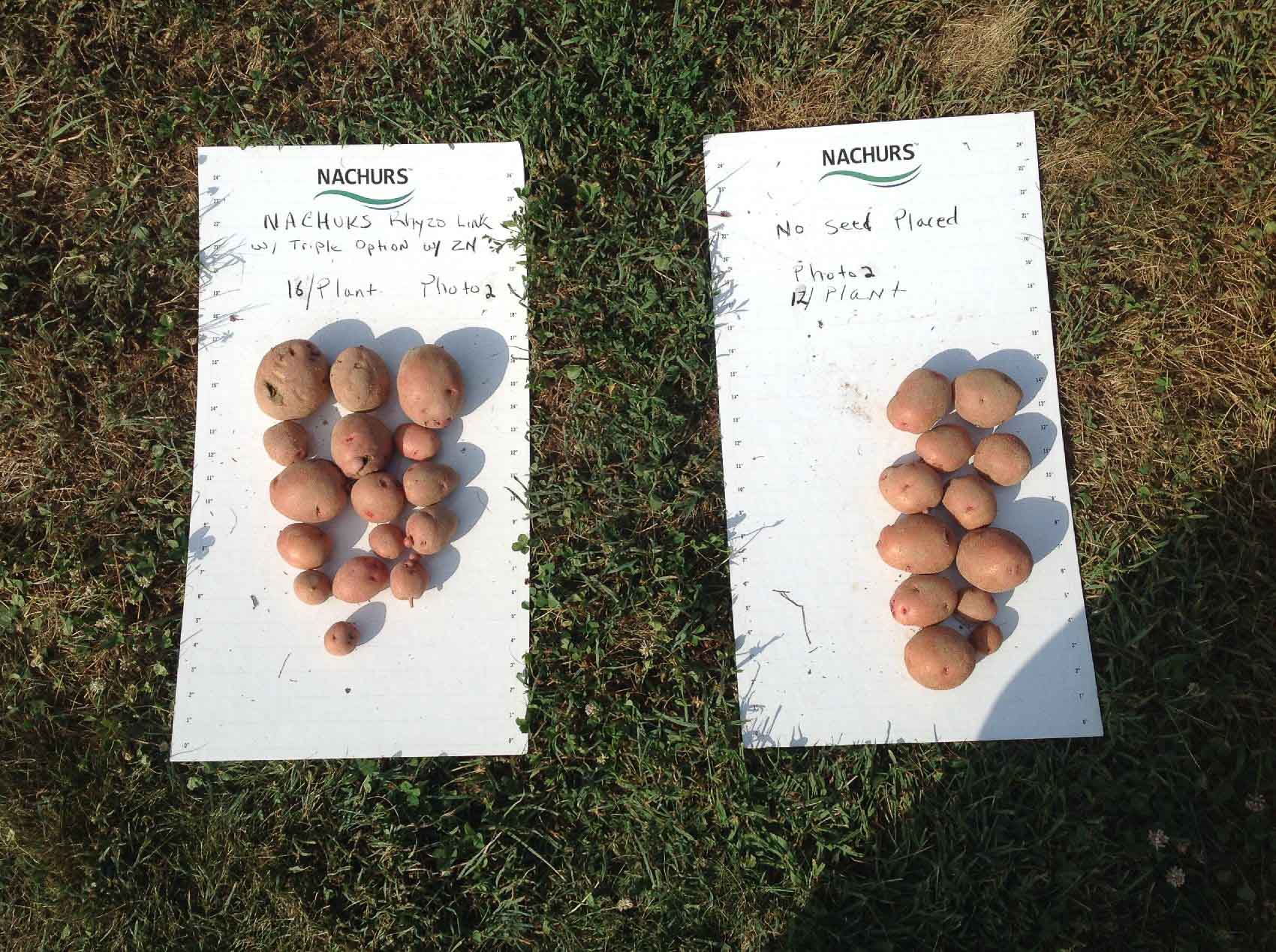 NACHURS Triple Option