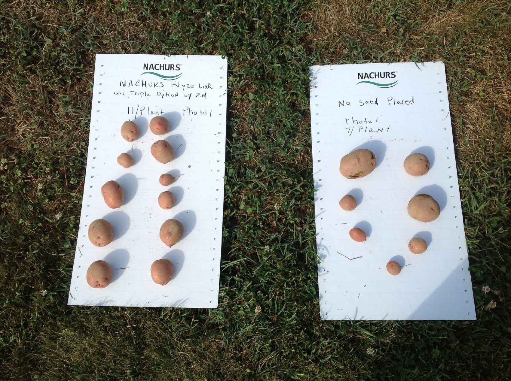 NACHURS Triple Option