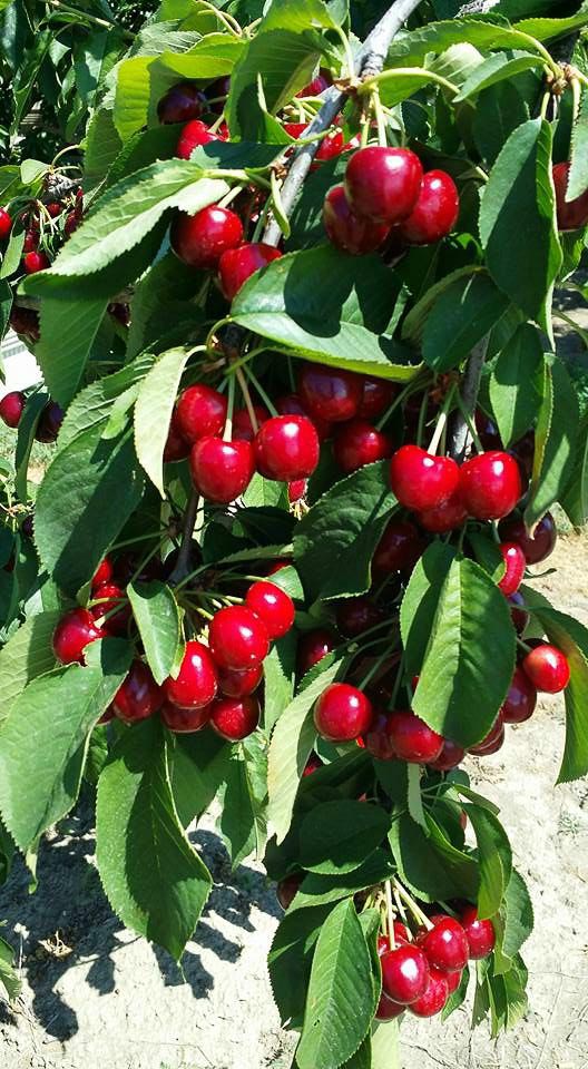 NACHURS Triple Option