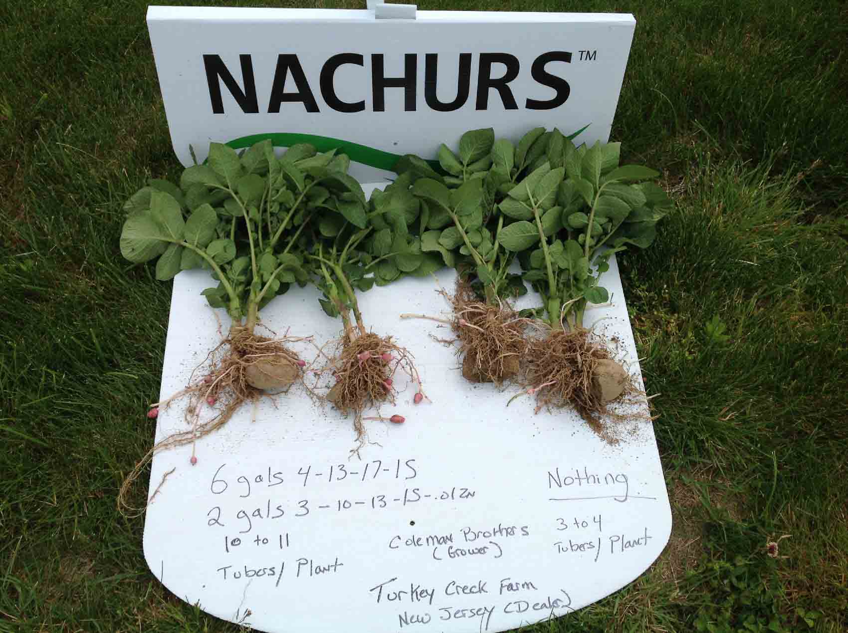 NACHURS Triple Option