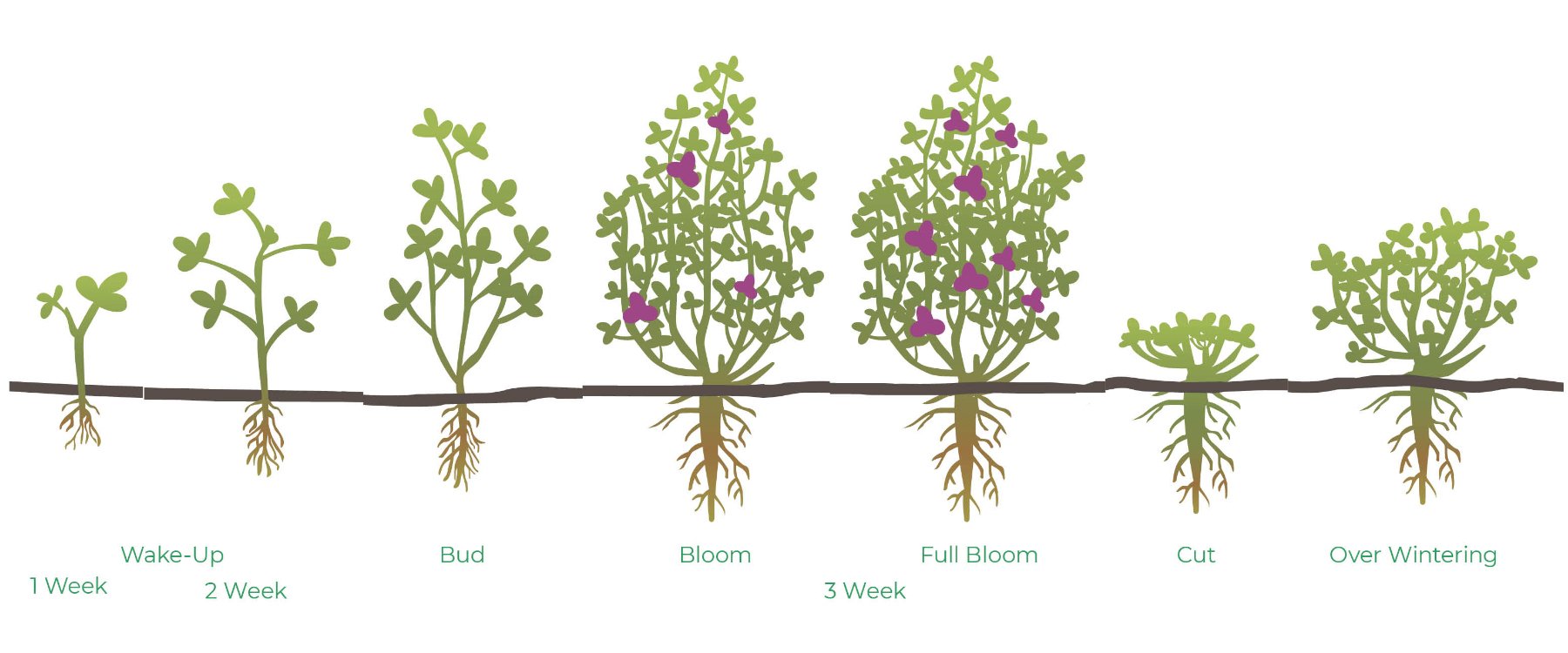 Start2Finish: The NACHURS Bio-K System for Maximizing Alfalfa Yields