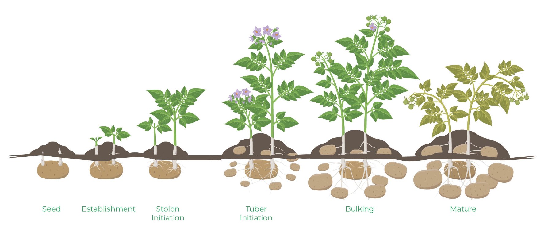 Start2Finish: The NACHURS Bio-K System for Maximizing Potato Yields