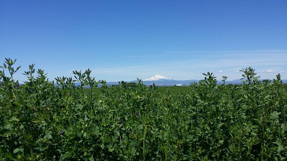 Maximize crop yield potential with NACHURS liquid fertilizers