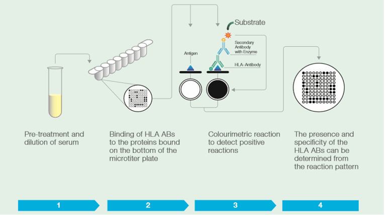 HISTO SPOT HLA AB ID Technical Information | MC Diagnostics | Automated ...