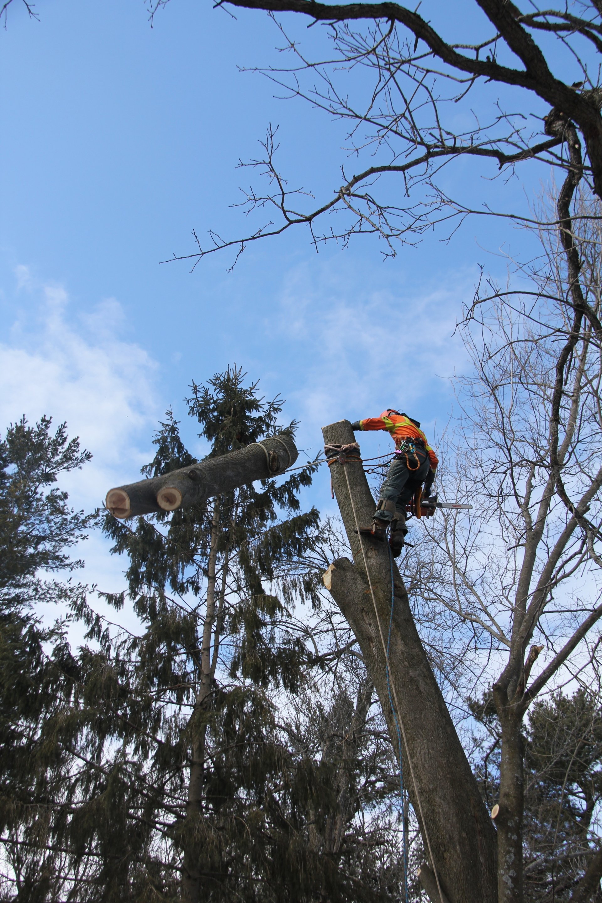 Eco Tree Care | Tree Service Company | Kingston