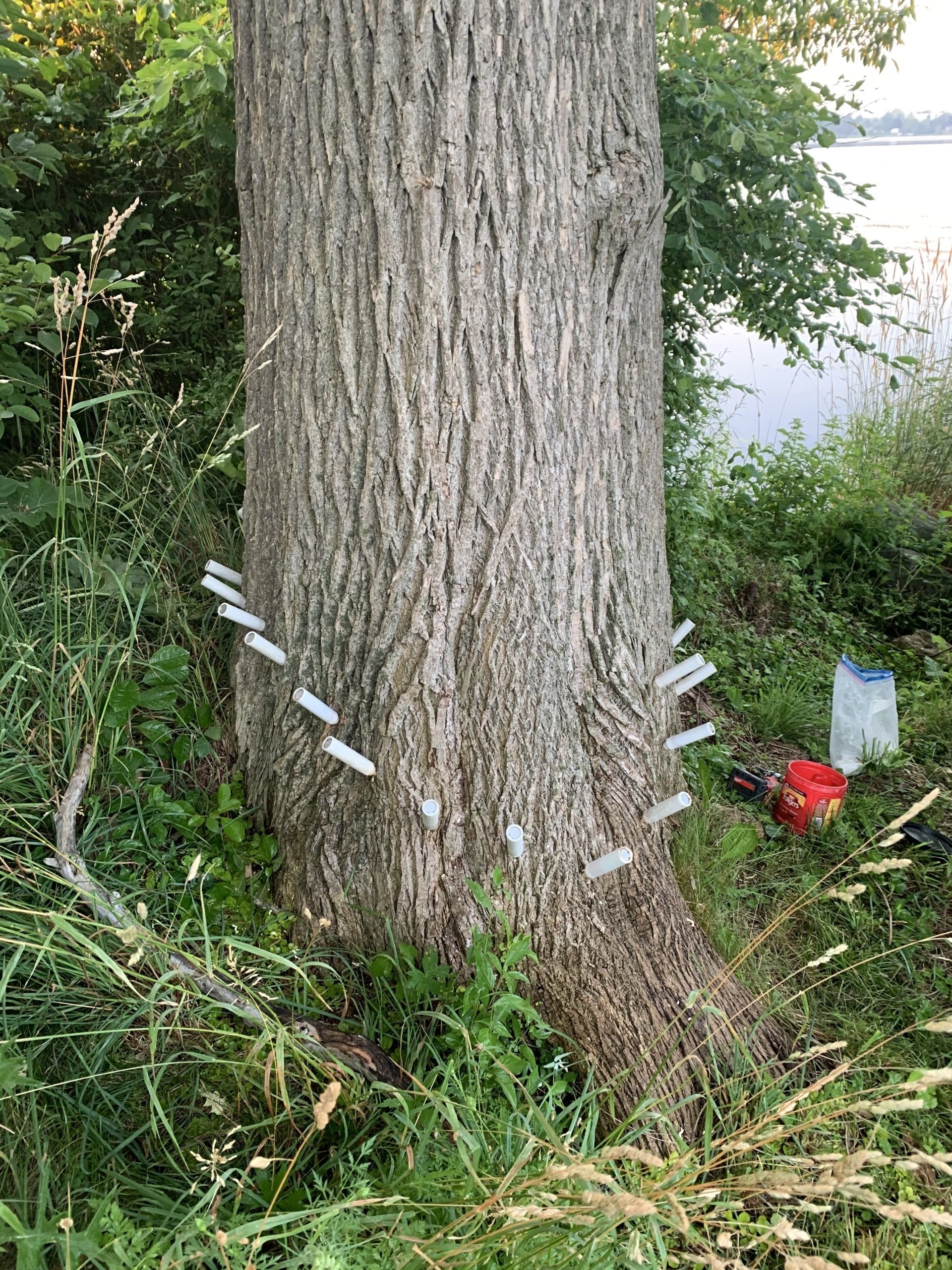 Eco Tree Care | Tree Service Company | Kingston