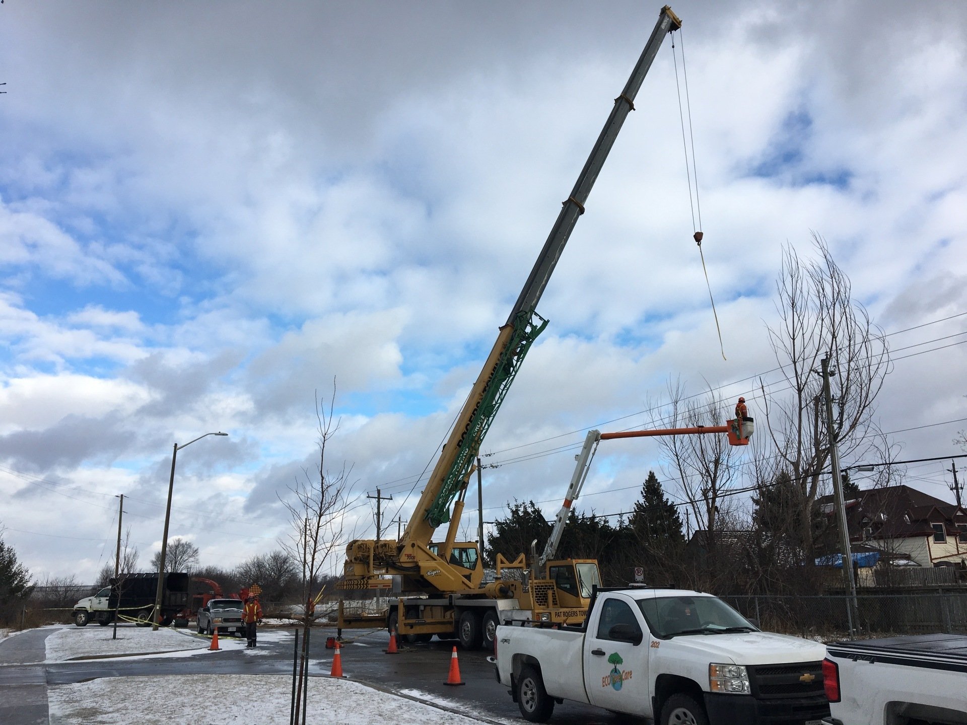 Eco Tree Care | Tree Service Company | Kingston