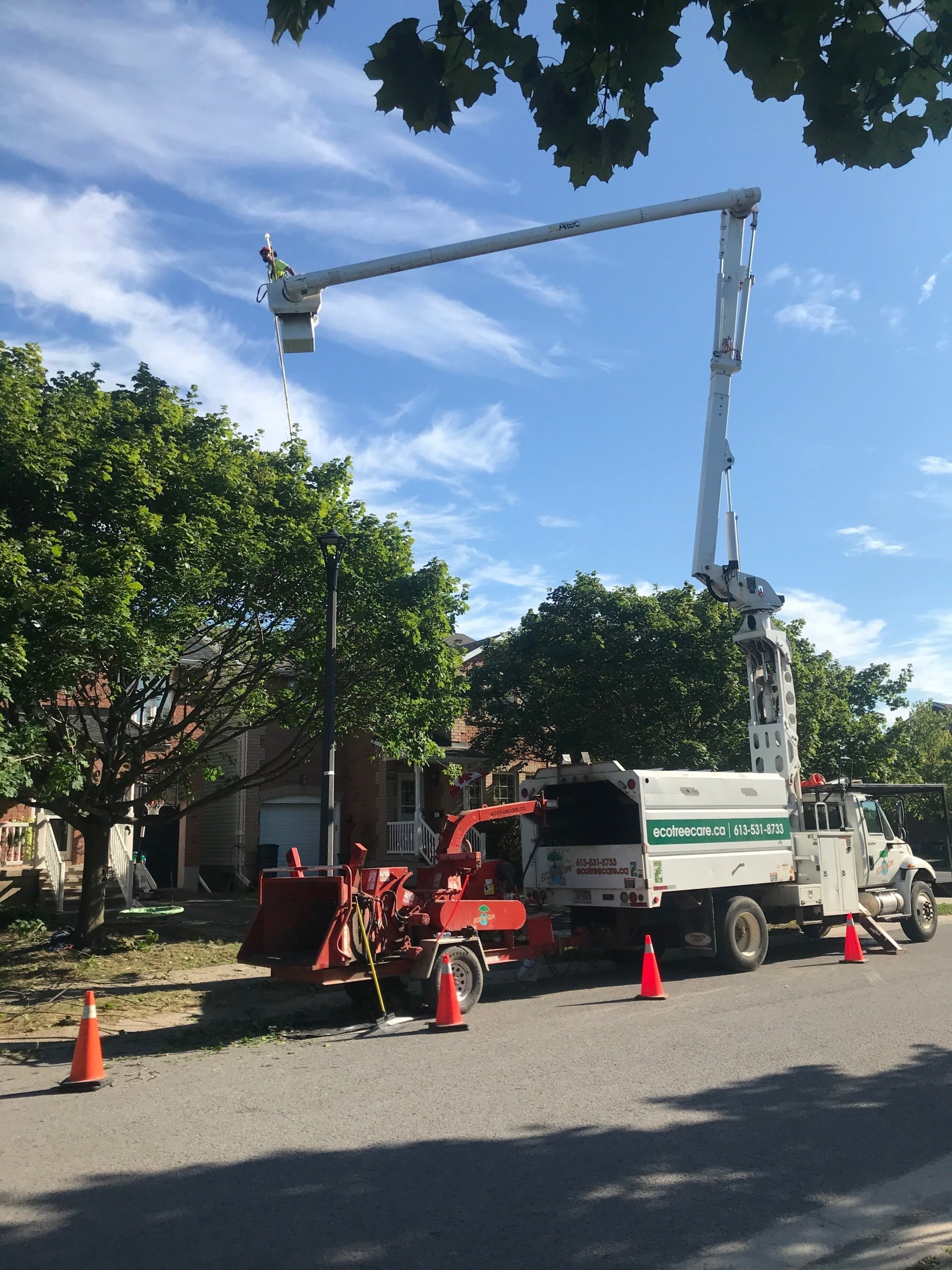 Eco Tree Care | Tree Service Company | Kingston