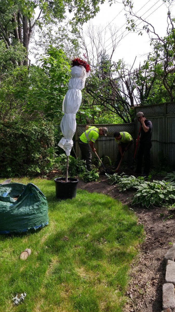 Eco Tree Care | Tree Service Company | Kingston