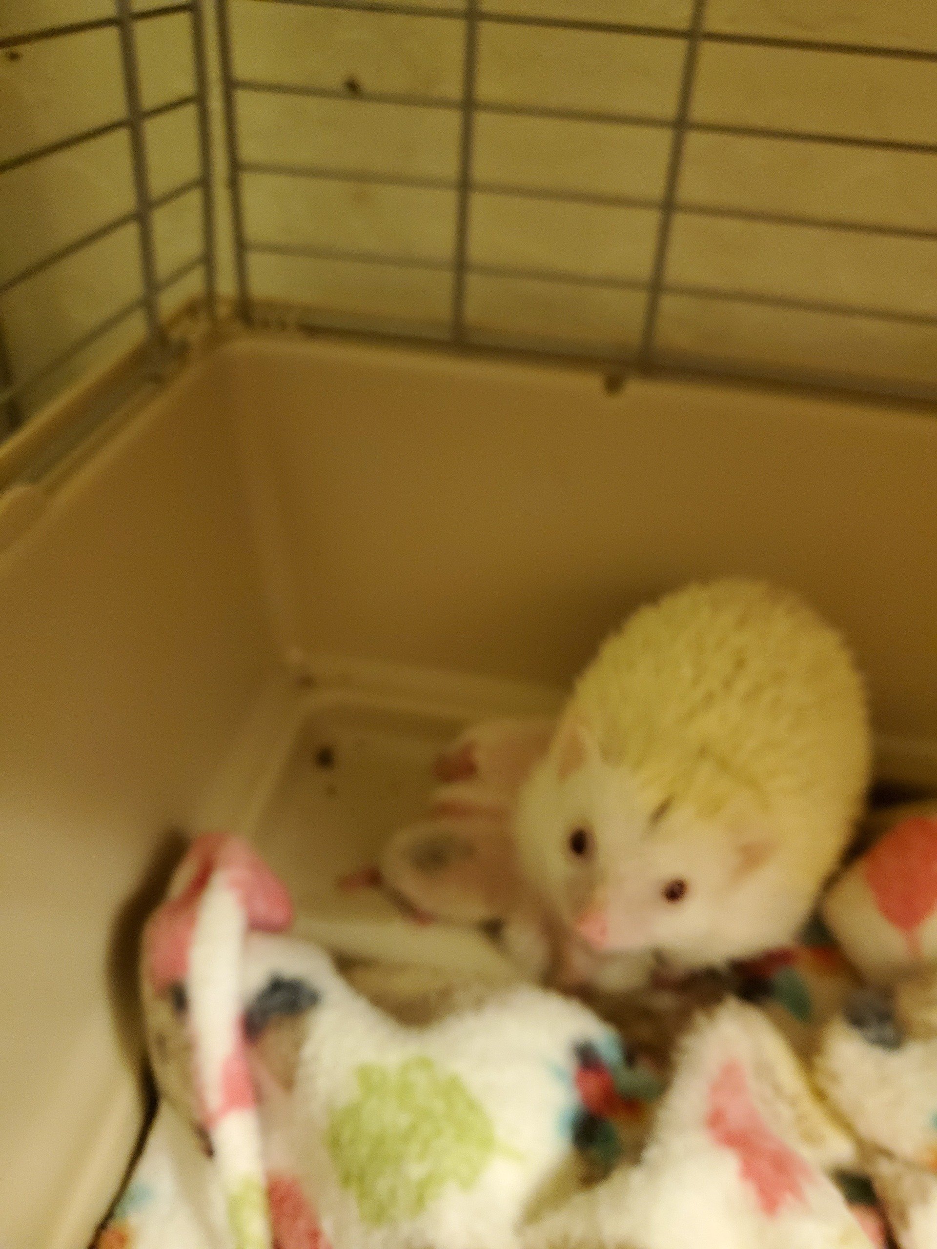 Hedge of Alaska - USDA Licensed Hedgehog Breeder Kenny Lake, Alaska