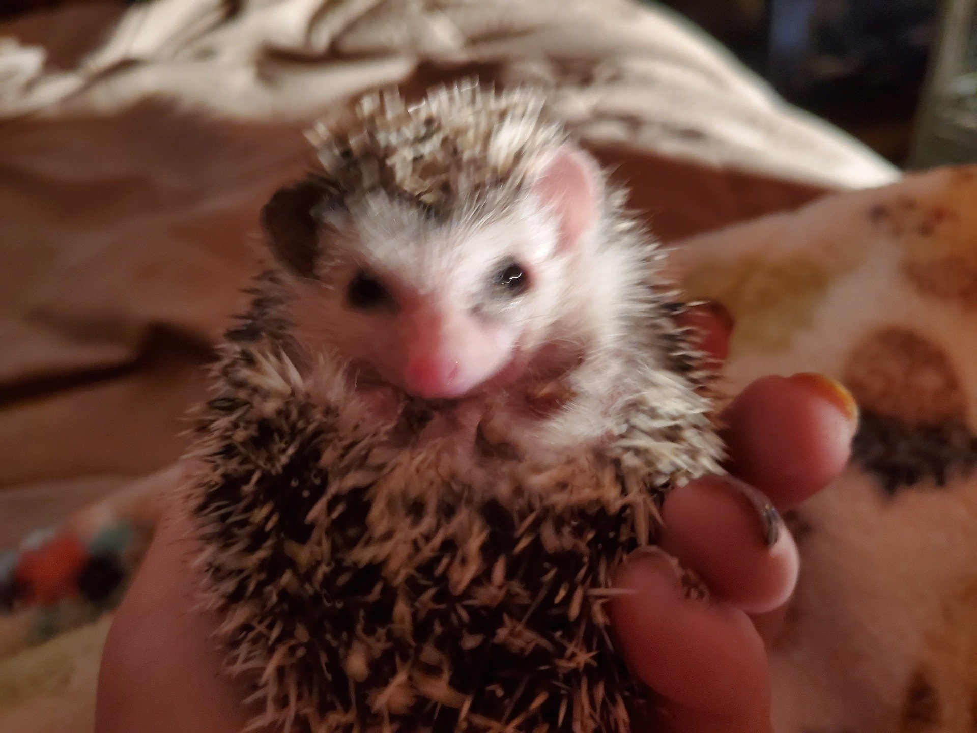 Hedge of Alaska - USDA Licensed Hedgehog Breeder Kenny Lake, Alaska
