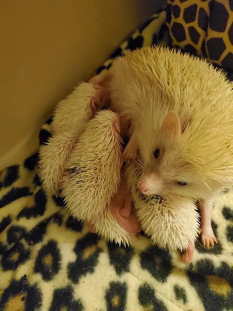 Hedge of Alaska - USDA Licensed Hedgehog Breeder Kenny Lake, Alaska