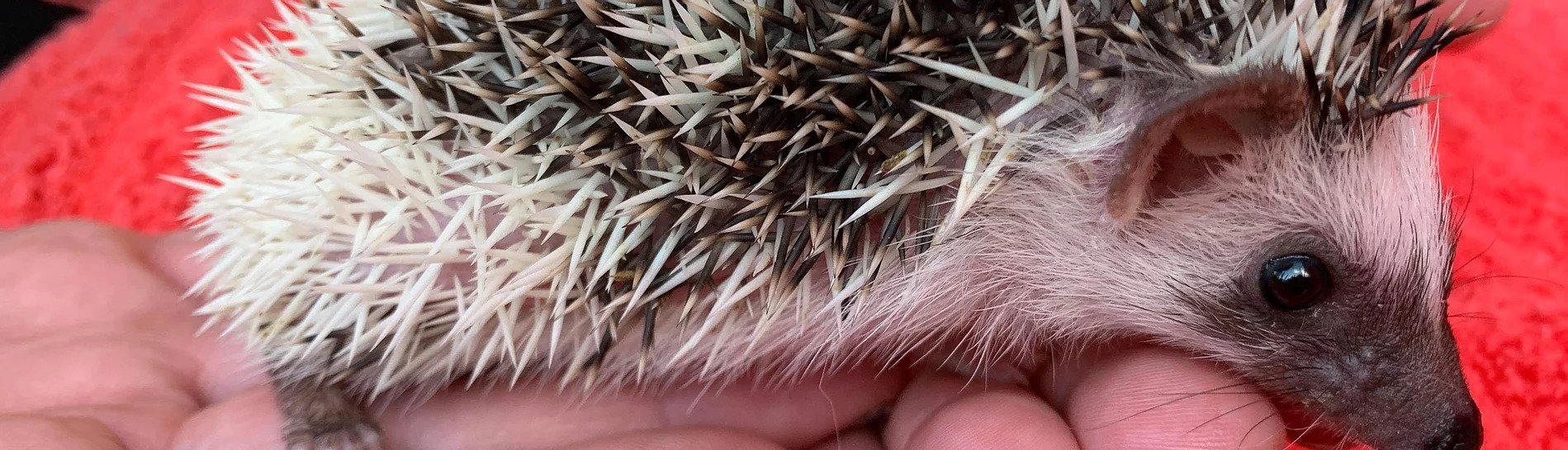 Hedge of Alaska - USDA Licensed Hedgehog Breeder Kenny Lake, Alaska
