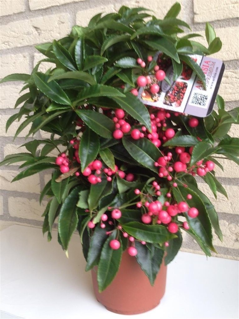 Allestimenti floreali | Altamura, BA | Artenatura Garden Center