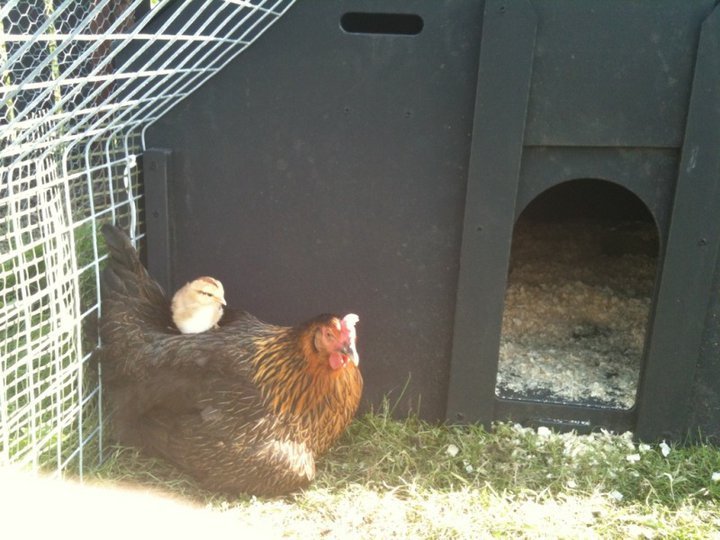 Durham Hens Reviews
