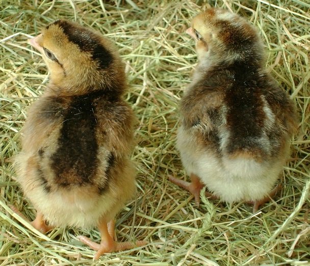 How to tell if your chicks are male or female