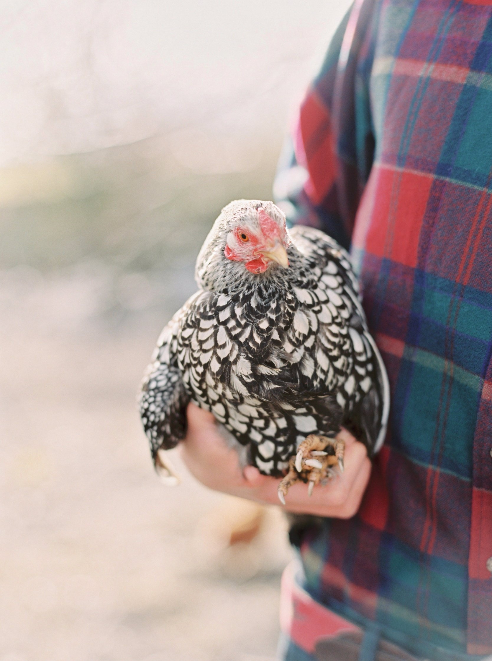 Hens for sale at Durham Hens