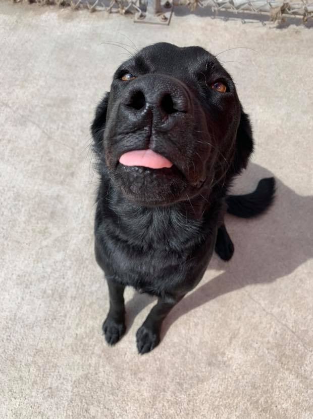 Stay and Play Pet Resort | Grand Forks, ND | Home