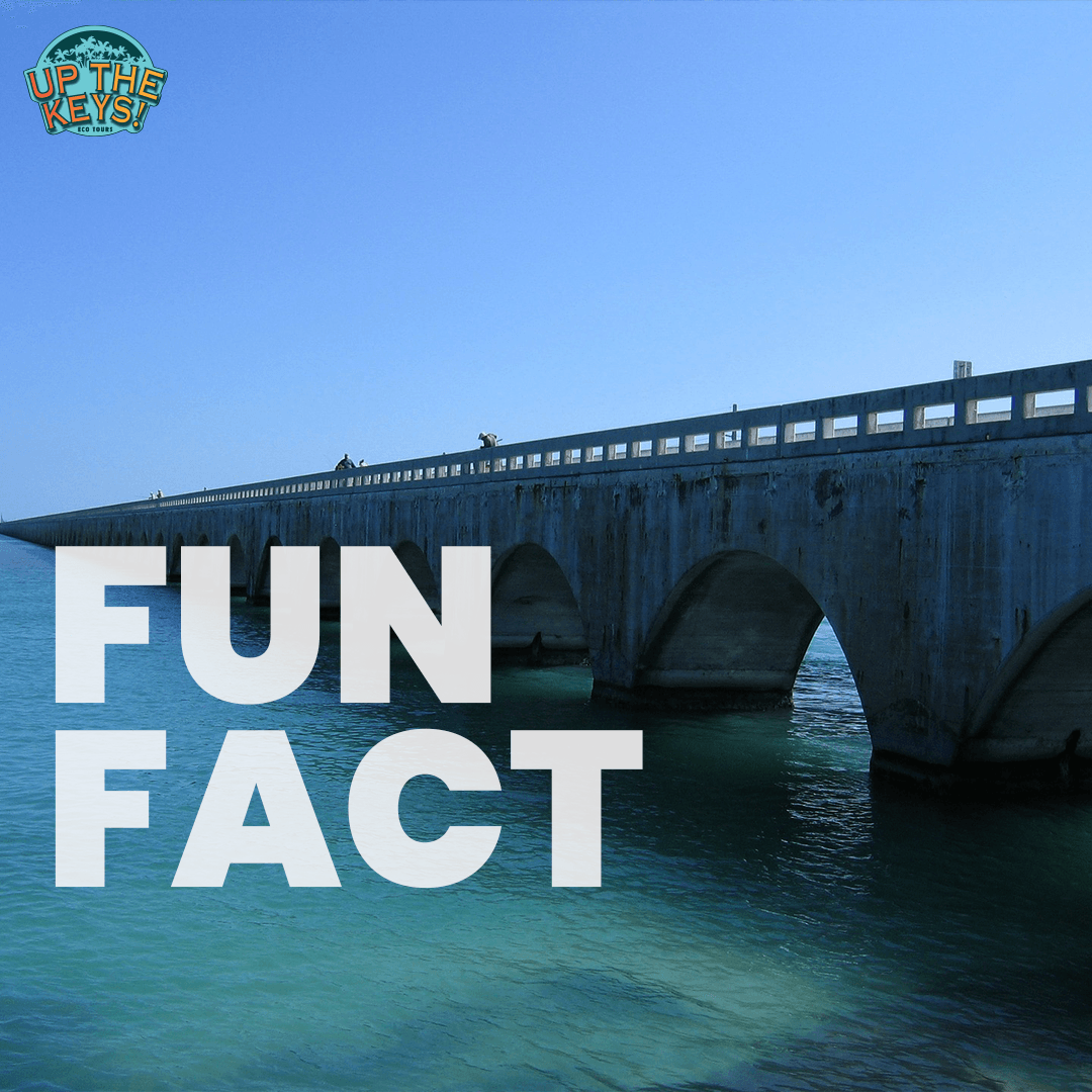 Florida Keys Tours | Up The Keys Tours