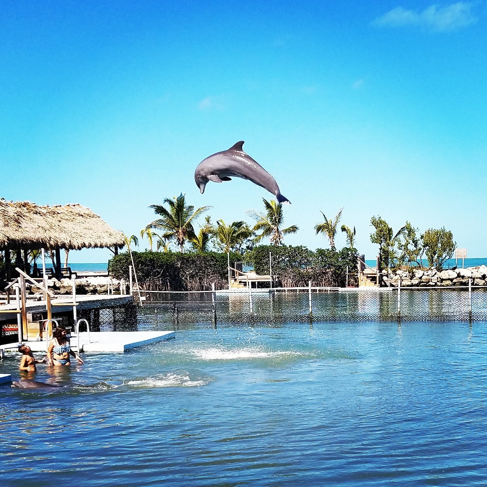 Dolphin Research Center Up The Keys Tours-Key West