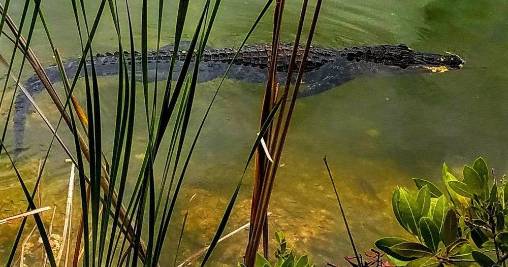 Up The Keys Nature Tour Up The Keys Tours-Key West, FL