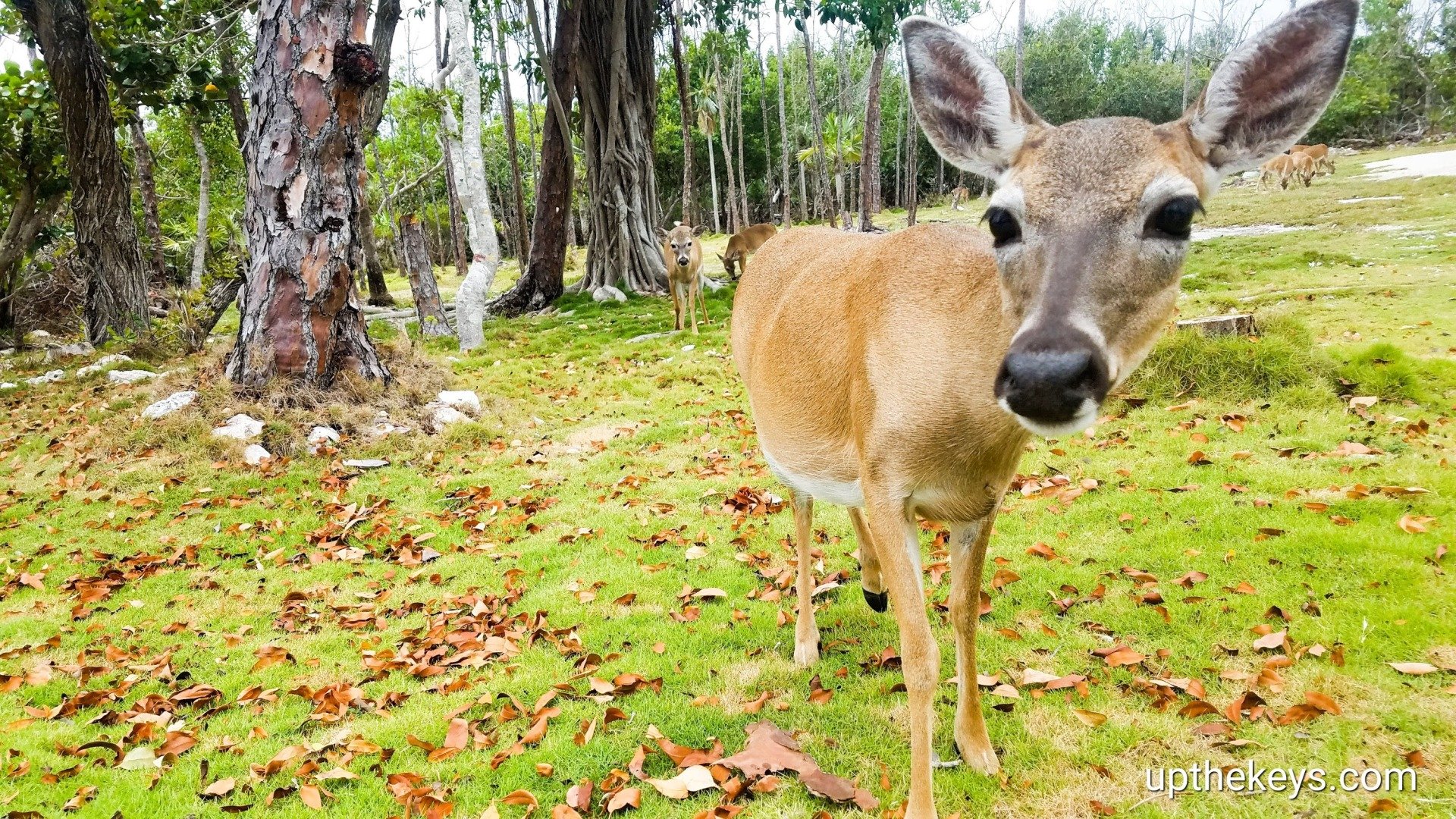 Up The Keys Nature Tour Up The Keys Tours-Key West, FL
