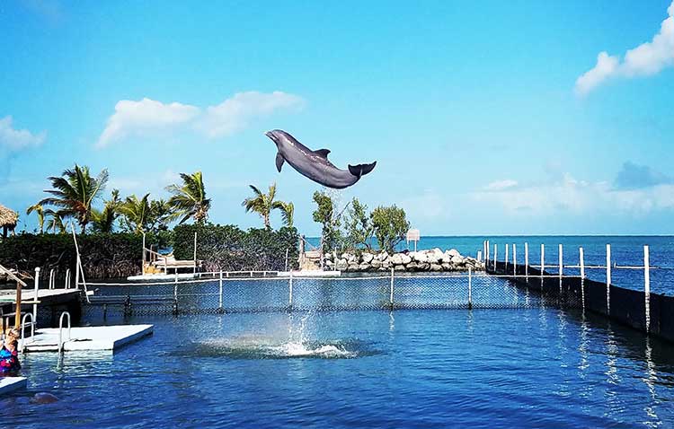 Fantasy Fest Shuttle | Up The Keys Tours - Key West, FL
