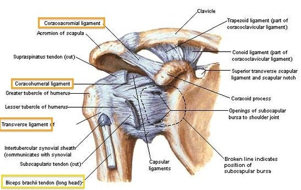 ADHEZIVNI KAPSULITIS – FROZEN SHOULDER - PEDESETOGODIŠNJE RAME