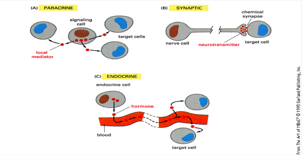 ĆELIJSKA SIGNALIZACIJA I TIPOVI ĆELIJSKE SIGNALIZACIJE