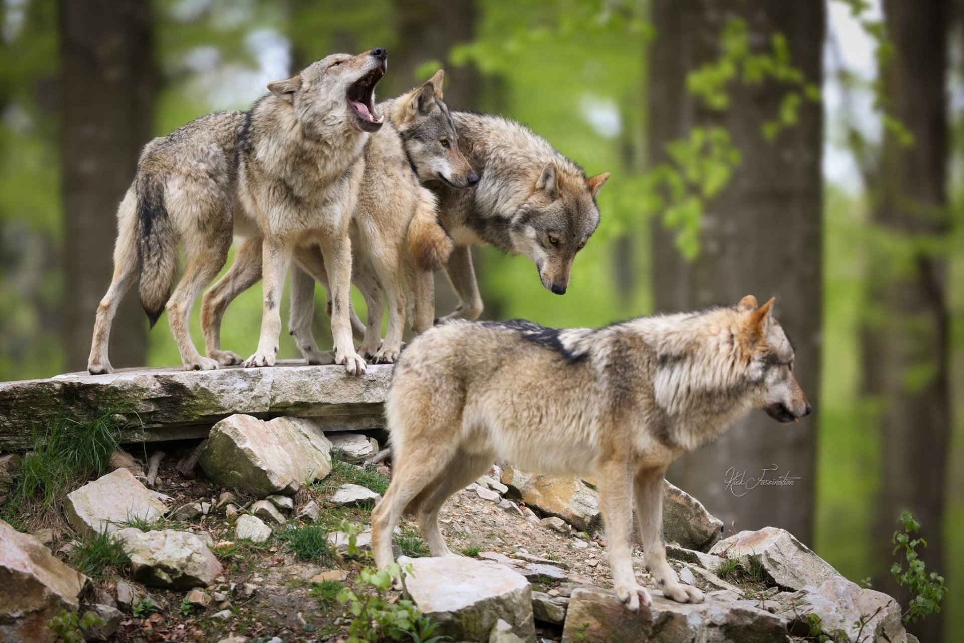 Der Europäische Wolf (Canis lupus lupus)