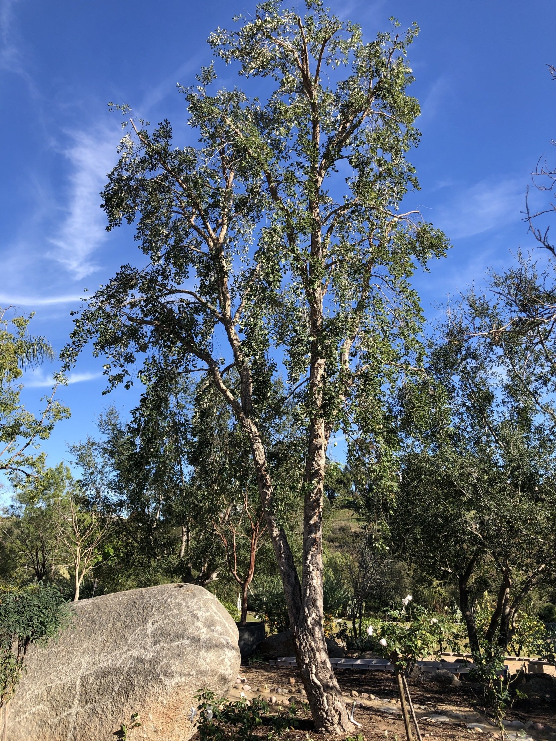 Tree Trimming & Lacing | San Diego, CA | Artistic Arbor Gardens Inc.