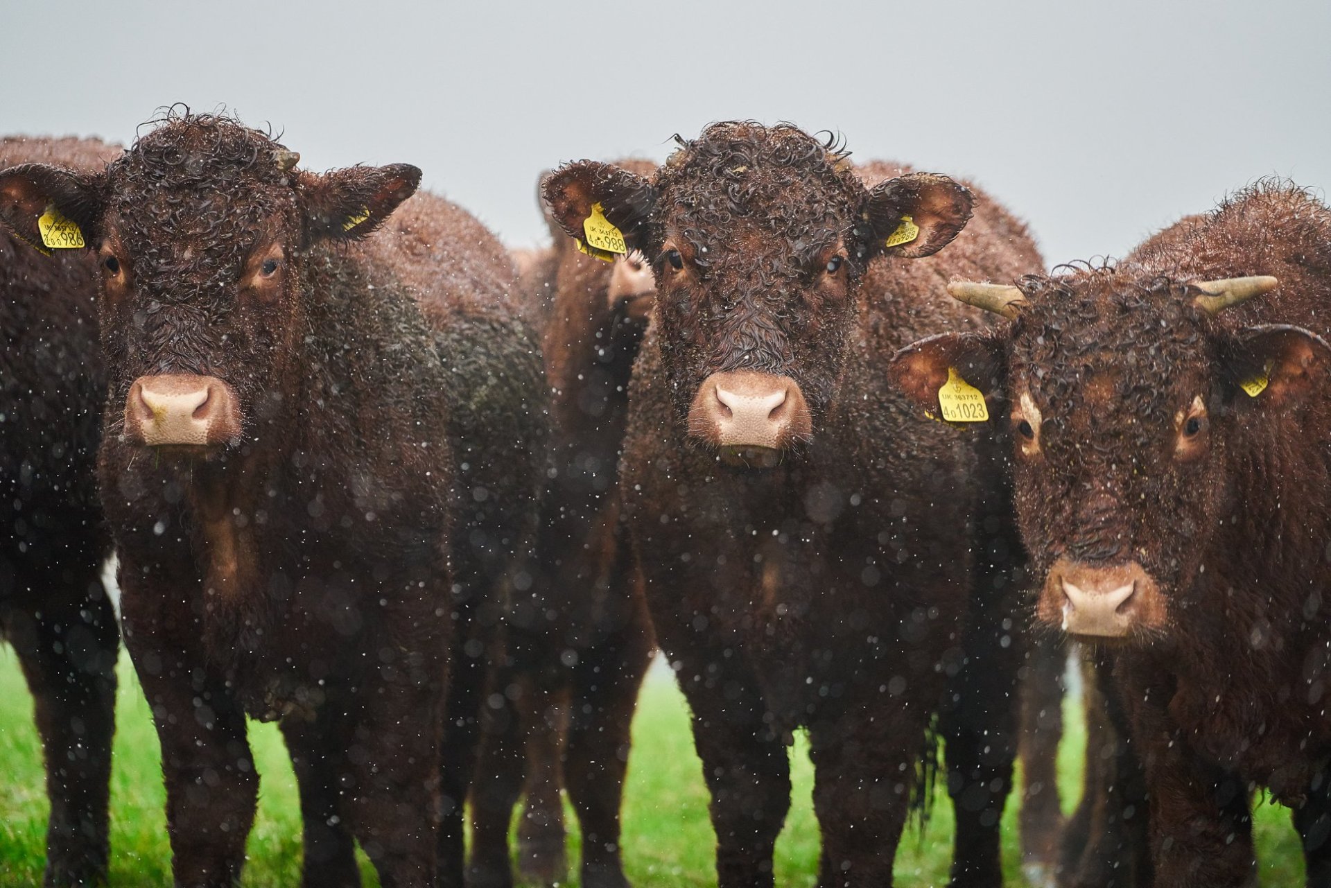 About Padstow Farm Shop and Tregirls Farm