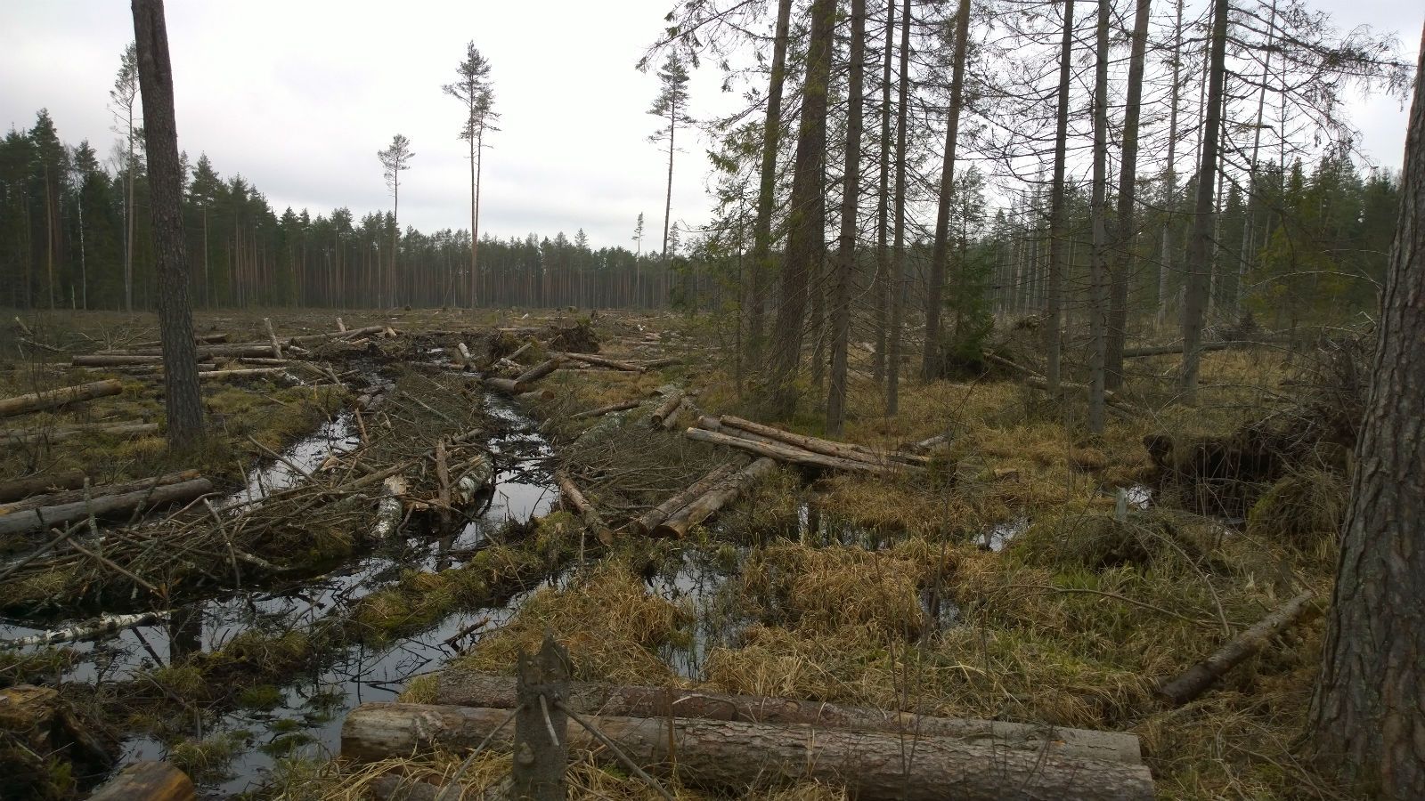Mežizstrāde, cirsmu sagatavošana mežizstrādei | PK MEŽS