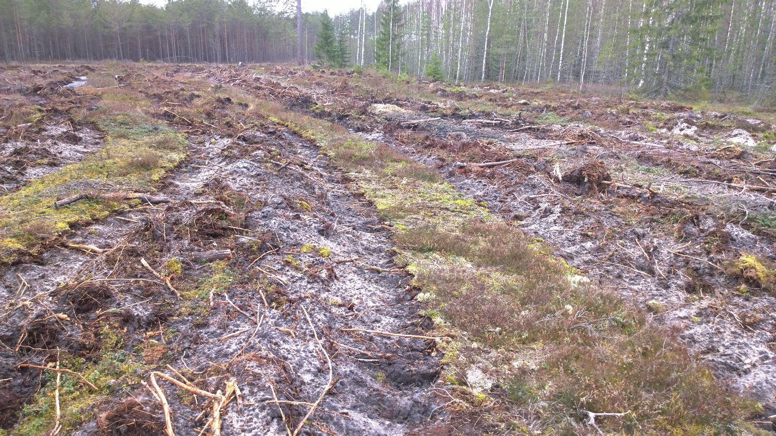 Mežizstrāde, cirsmu sagatavošana mežizstrādei | PK MEŽS