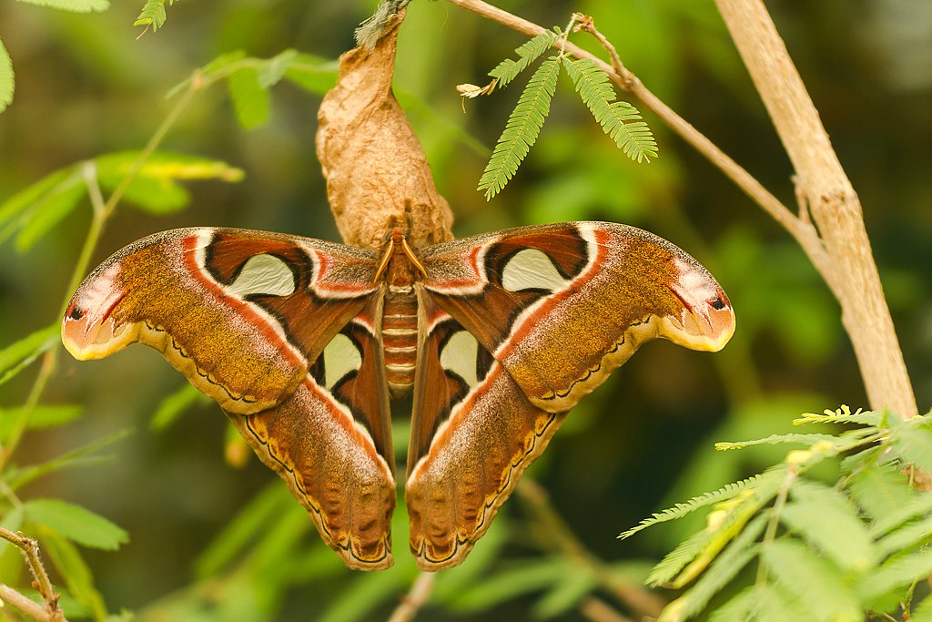 Vlindersafari Tropische Vlindertuin Gemert